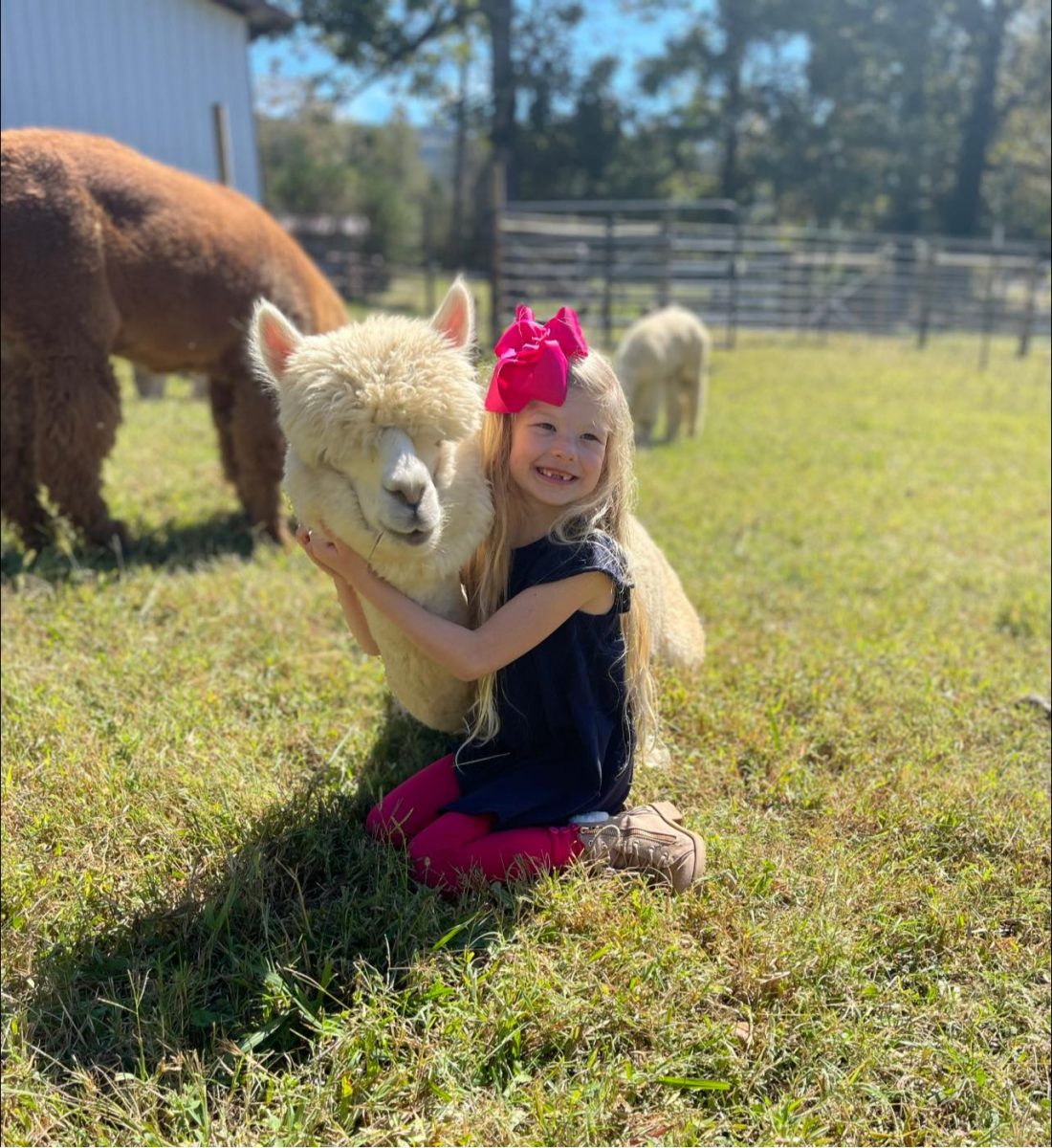 Alpaca Farm, Boutique, and Coffee Bar Opens in Wildwood – Dade County ...
