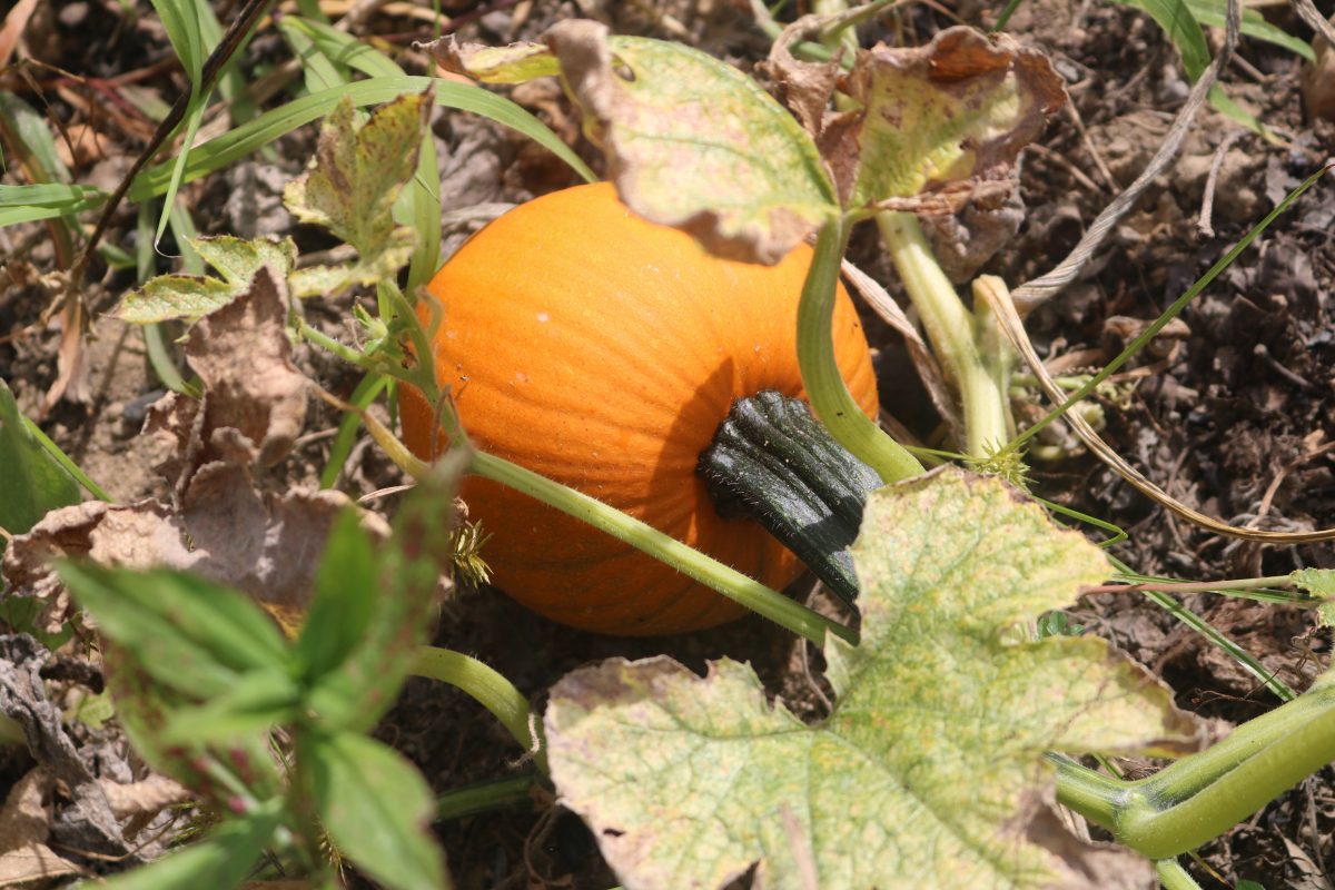 Ragged Oak Farm Opens Pumpkin Stand on Lookout Mountain – Dade County ...