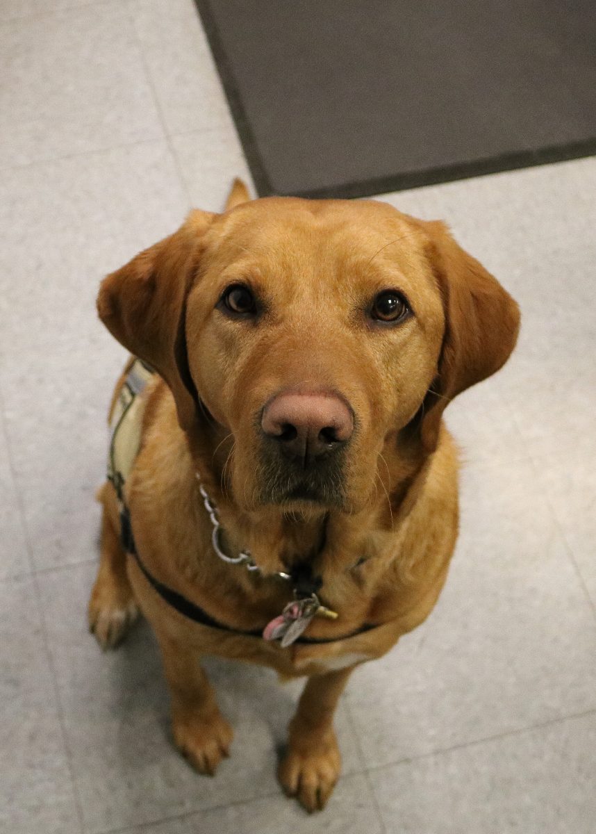Elle And Jason: A Tale Of A Dog And Her Veteran – Dade County Sentinel