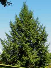 Save Georgia’s Hemlocks Helps You Protect Your Trees From Invasive ...